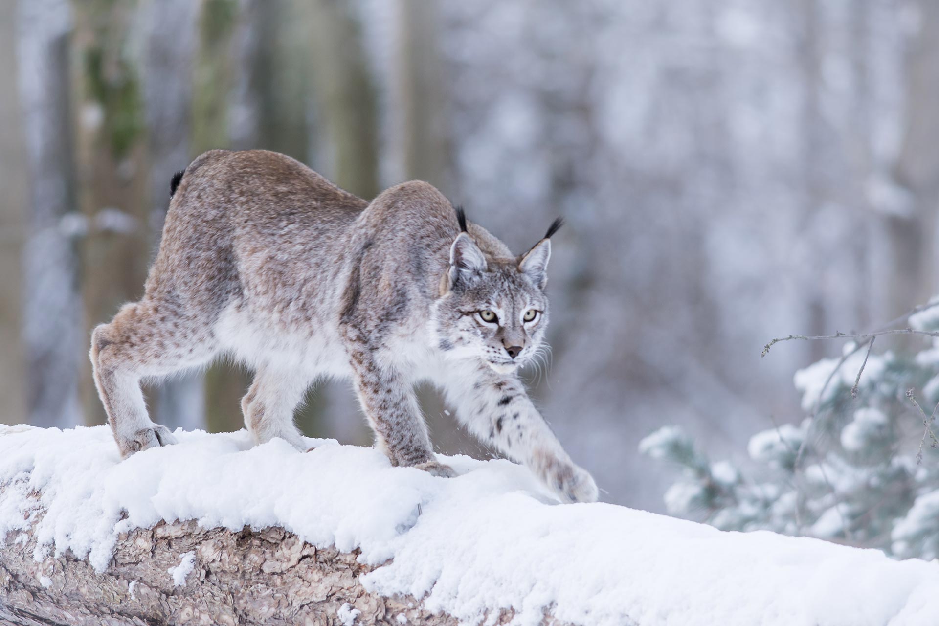 Heimische Tiere – Luchs im Winter - #zukunftleben