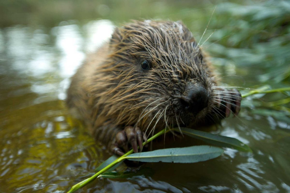 Baumeister Biber und seine Burg - #zukunftleben