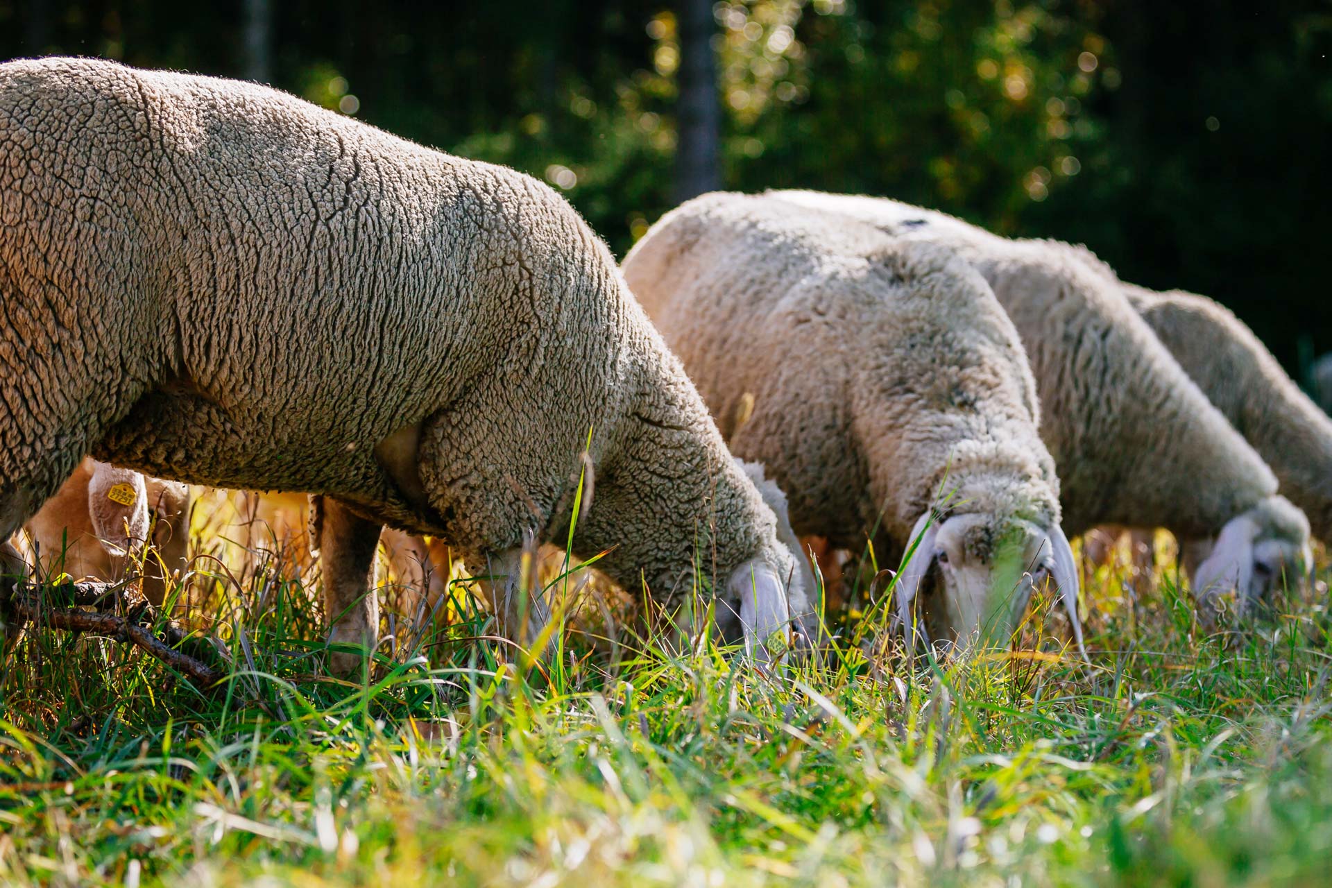 Natürliches Tierfutter: So speisen Schaf, Schwein & Co. - #zukunftleben