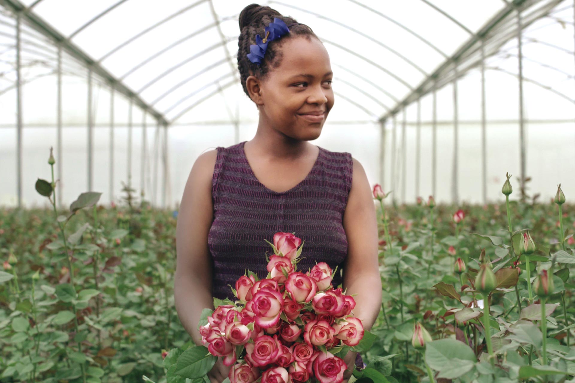 Fairtrade-Rosen: wie Mensch und Umwelt gewinnen - #zukunftleben