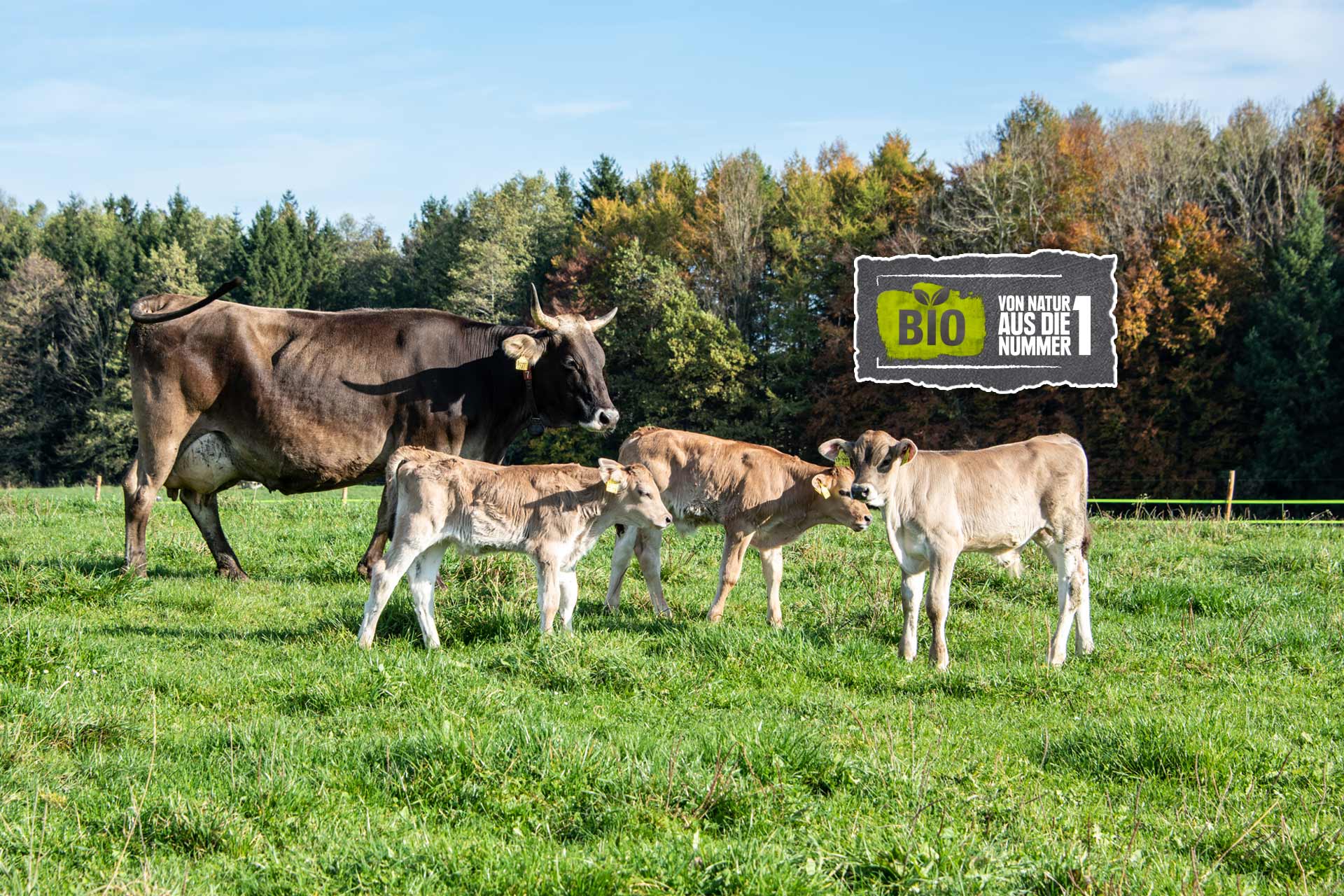 „Demeter HeuMilch Bauern“: wo die Kuh noch Mutter sein darf - #zukunftleben