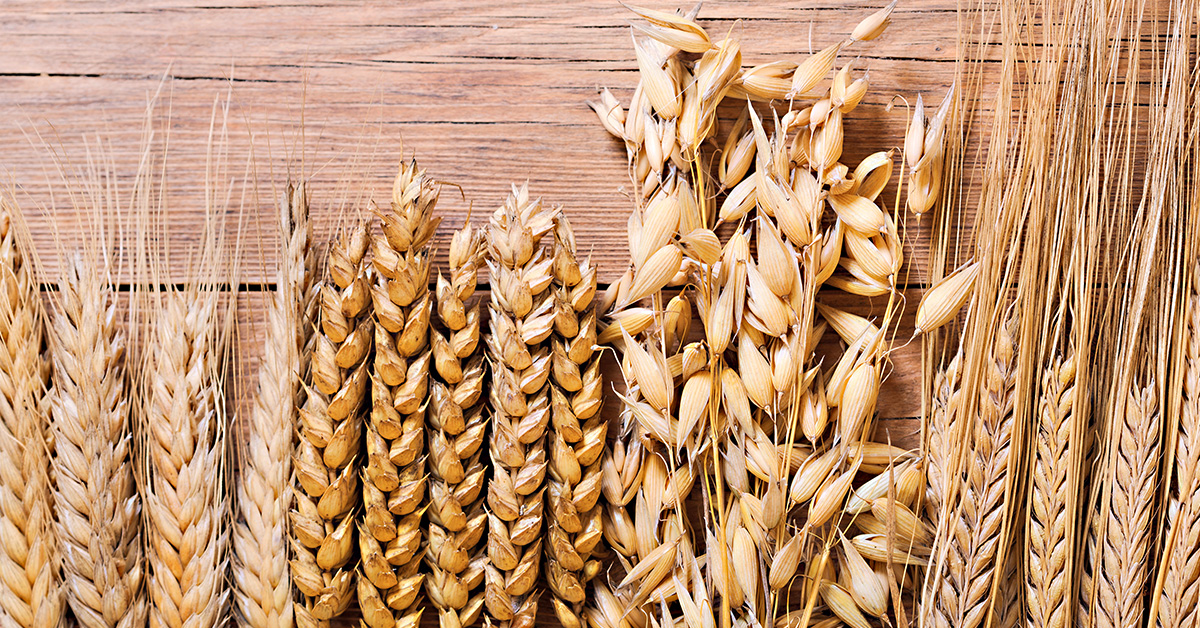 Heimisches Getreide: So unterscheiden sich die verschiedenen Arten - # ...