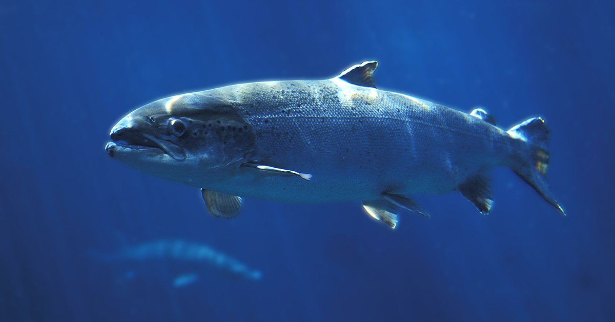 Lachse auf Wanderschaft: die Reise ihres Lebens - #zukunftleben