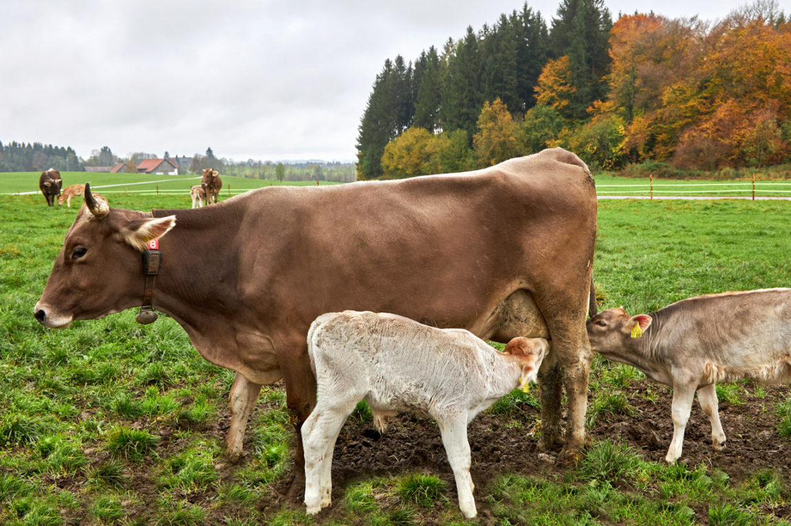 Wie aus Demeter HeuMilch Mozzarella wird - #zukunftleben