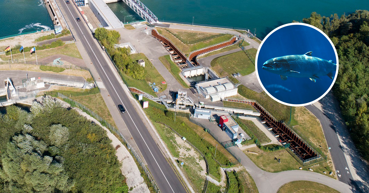 Wanderhilfe für Lachs & Co.: So funktioniert eine Fischtreppe - # ...