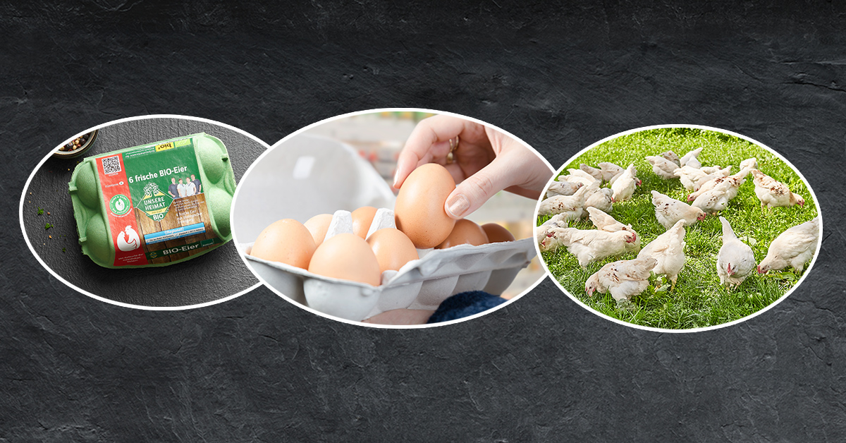 Einkaufsratgeber Ei: So entschlüsseln Sie den Code - #zukunftleben