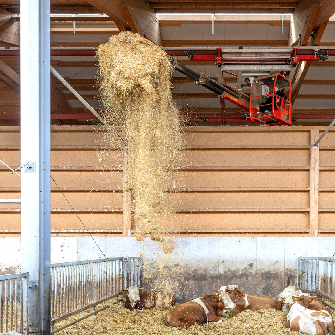 Bioland-Rinder: zu Besuch auf dem Hof von Familie Kugler - #zukunftleben