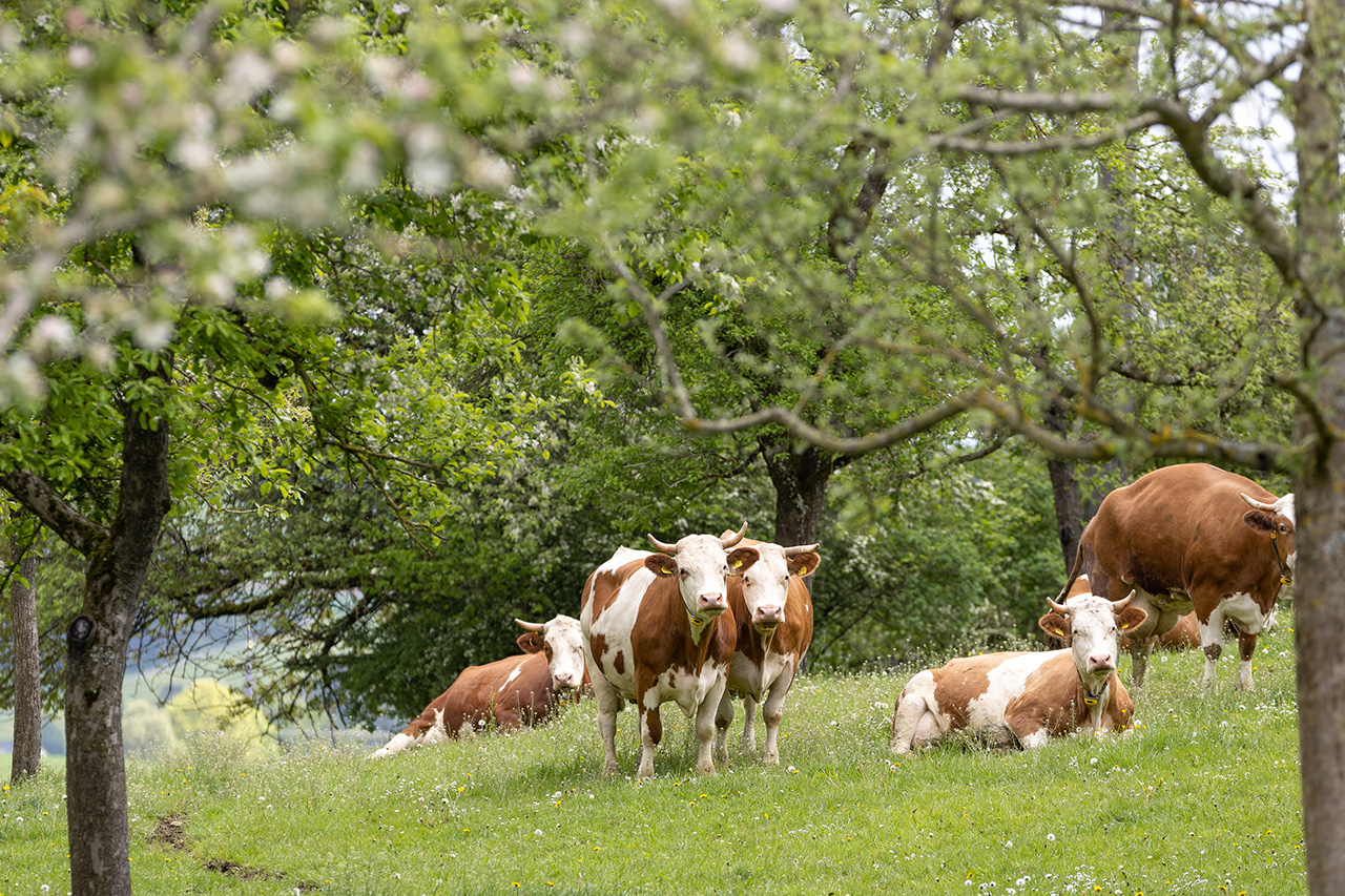 Ökologische Landwirtschaft: Das sind die 7 Bioland-Prinzipien - # ...