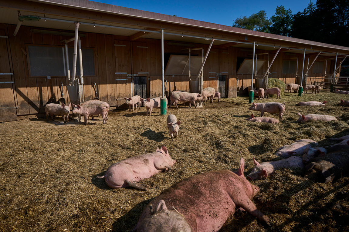Ökologische Landwirtschaft: Das sind die 7 Bioland-Prinzipien - # ...