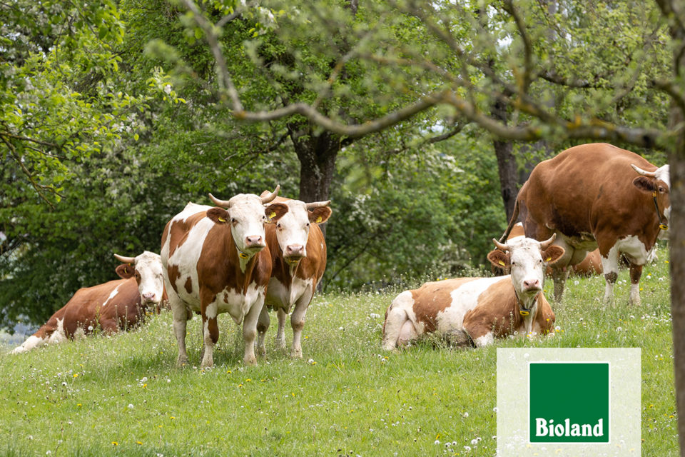 Haltungsform-Kennzeichnung: Das bedeuten die einzelnen Stufen - # ...
