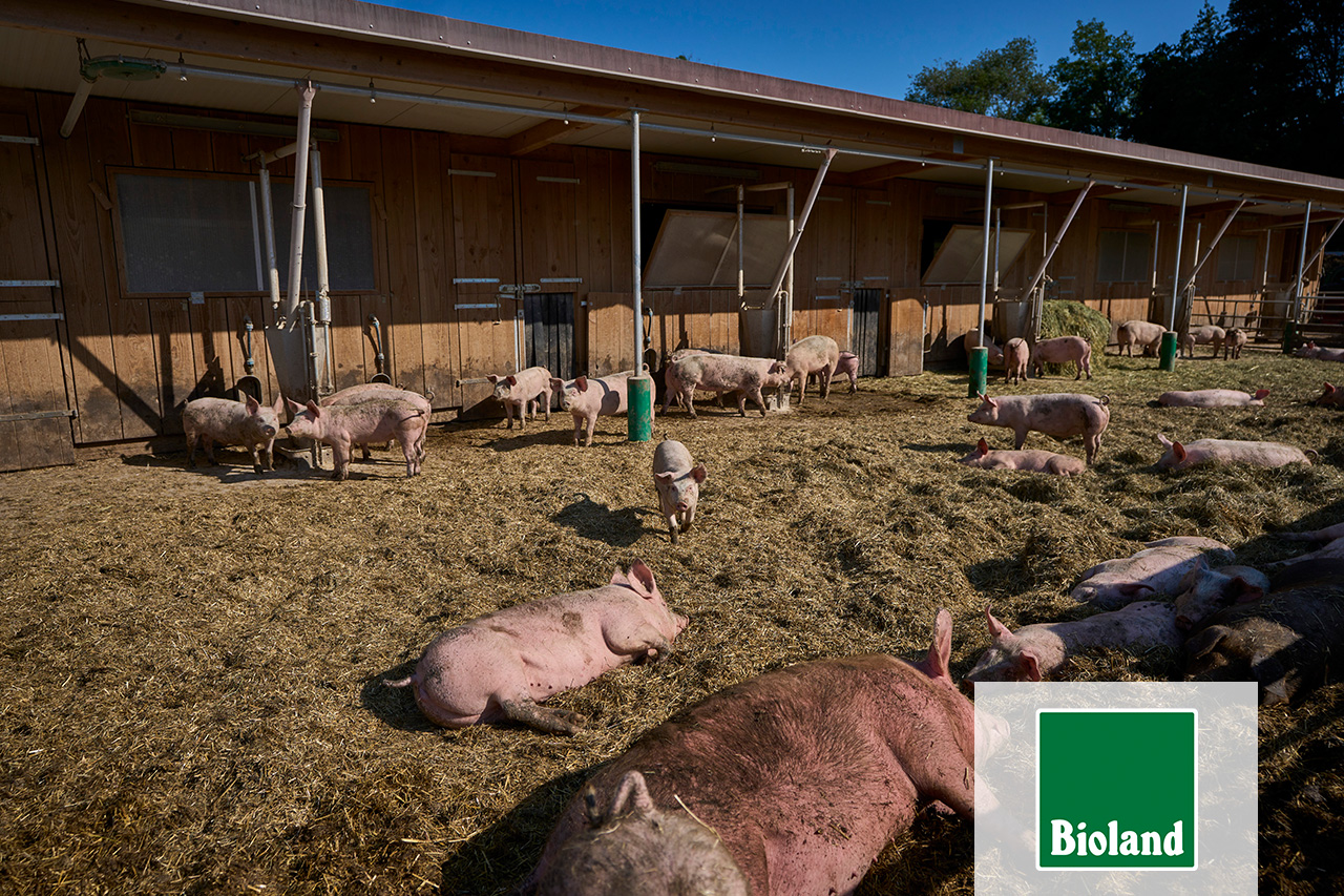 Haltungsform-Kennzeichnung: Das bedeuten die einzelnen Stufen - # ...