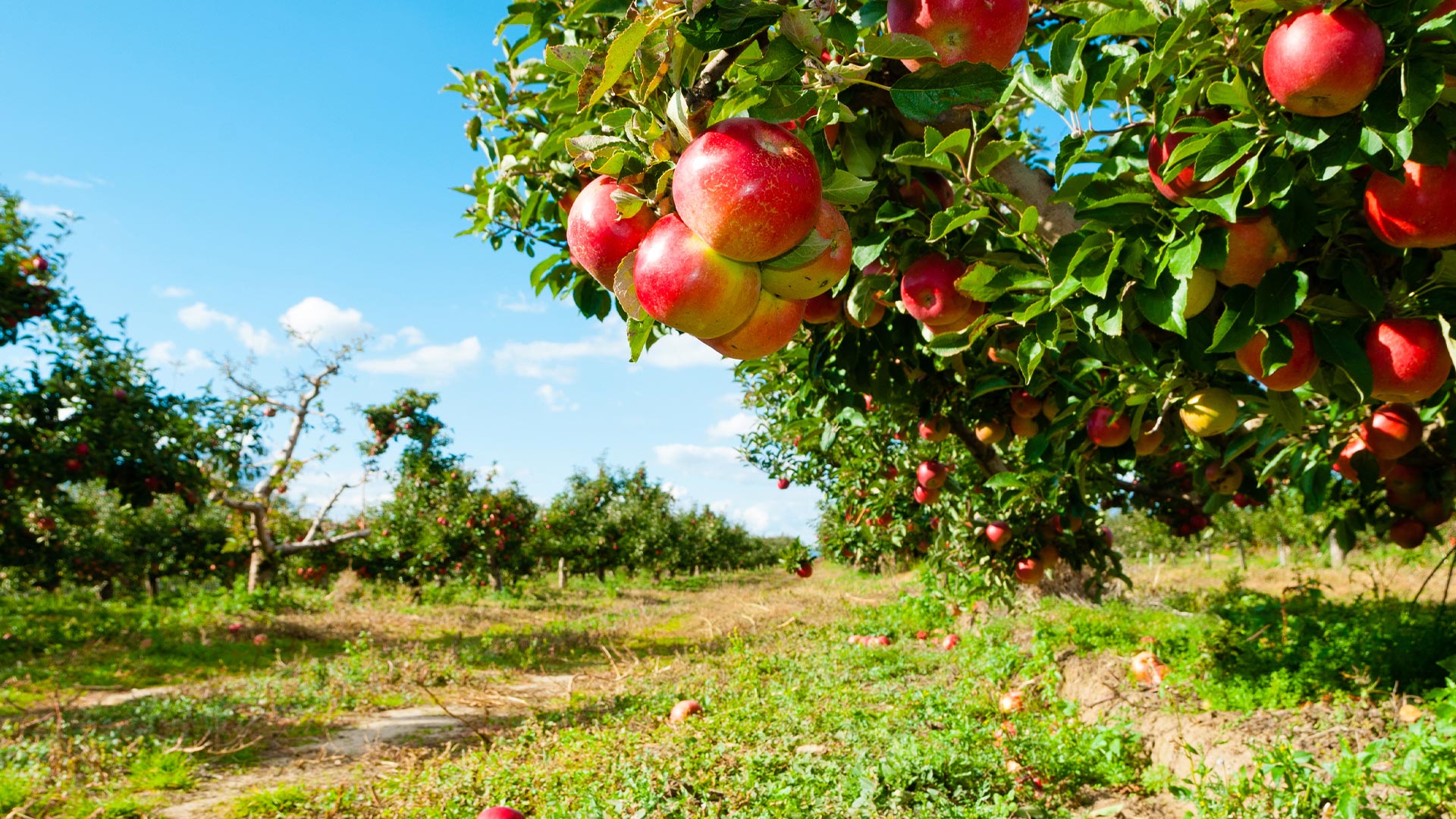 Apfel-Wissen zum Staunen: 9 spannende Fakten - #zukunftleben